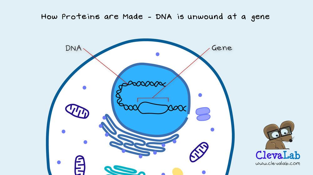 The Basic Principles of a Cell