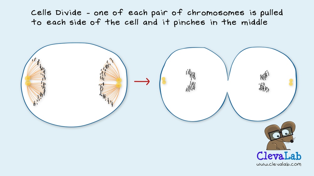 The Basic Principles of a Cell