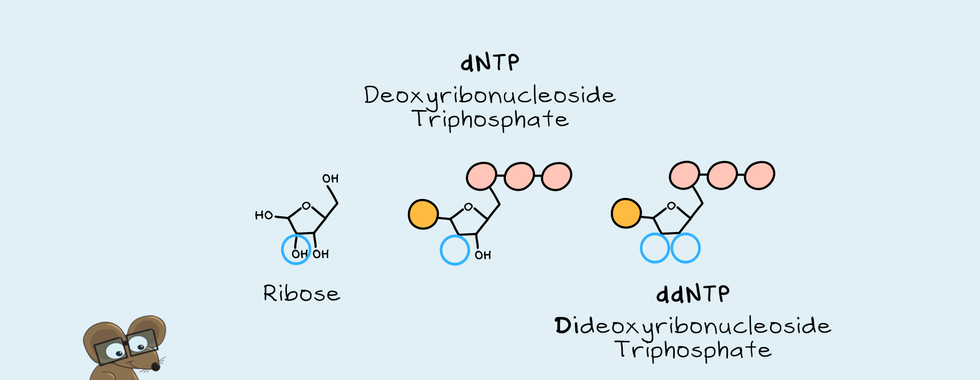 Sanger DNA Sequencing, From Then to Now.