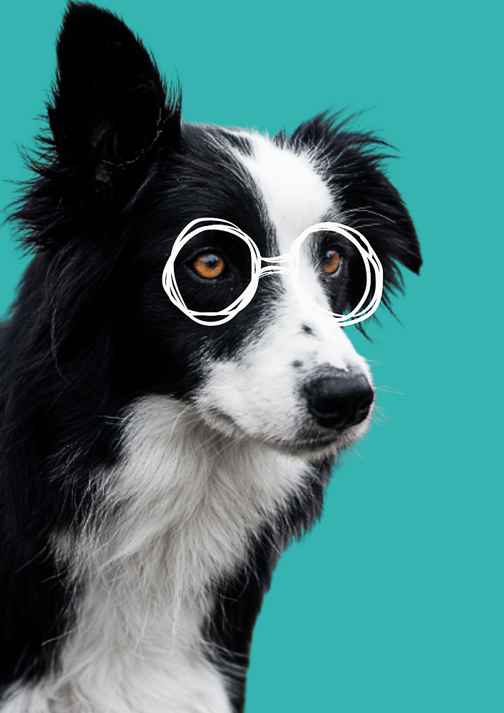 Diagnóstico de Collie Eye Anomaly (CEA)
