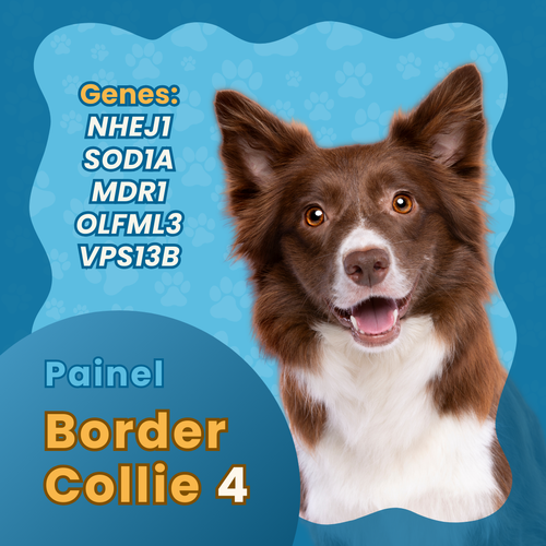 Painel Collie 4 (CEA, MD, MDR1, TNS, Glaucoma) | DNA Pets