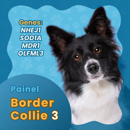 Painel Collie 3 (CEA, MD, MDR1, Glaucoma Primário de Ângulo Fechado ...