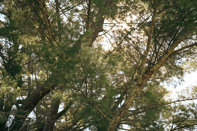 FAQ | Brownies Tree