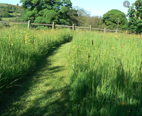 7 STEPS for 'Going Wild' in the Garden