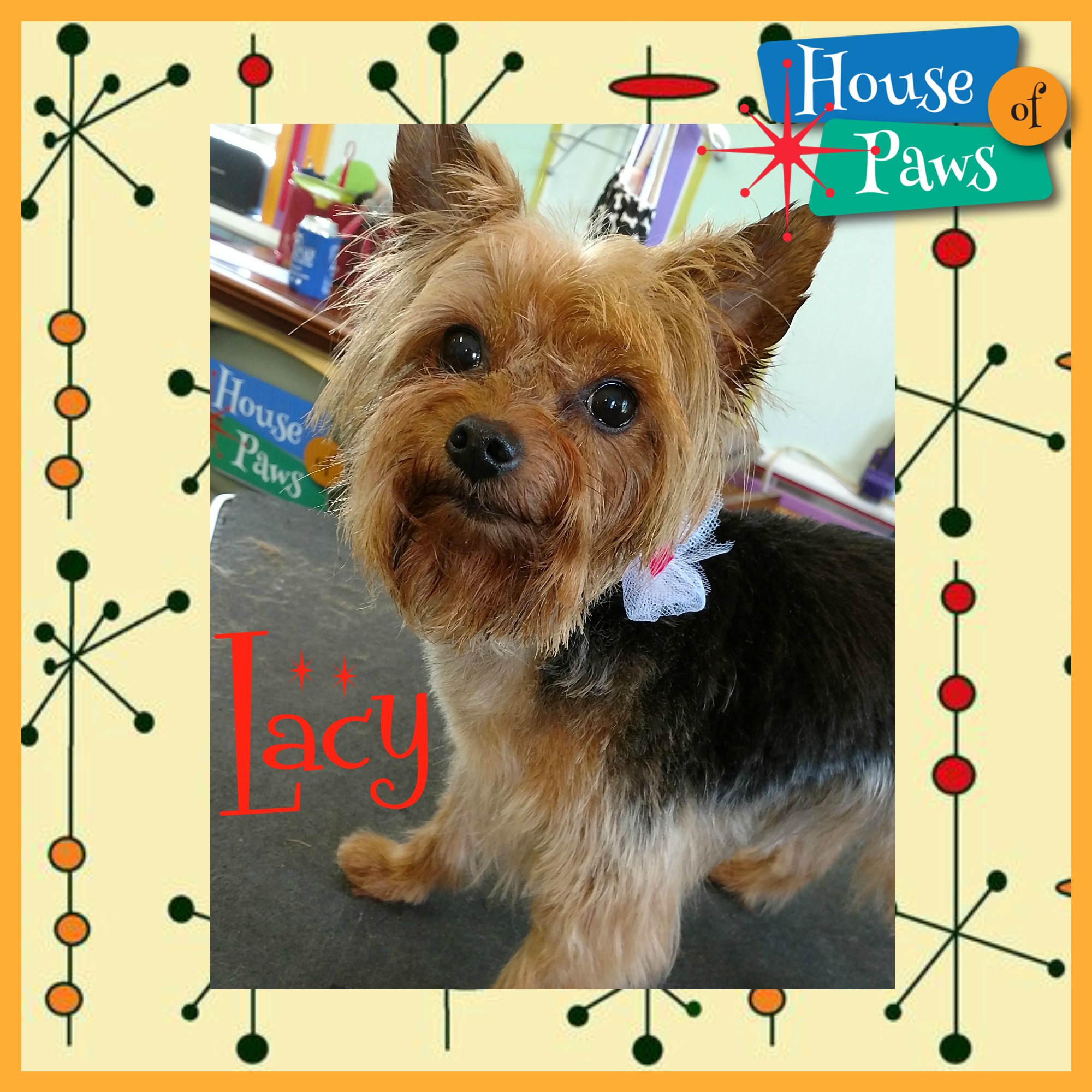 House of Paws Grooming Salon, Cape Girardeau, MO