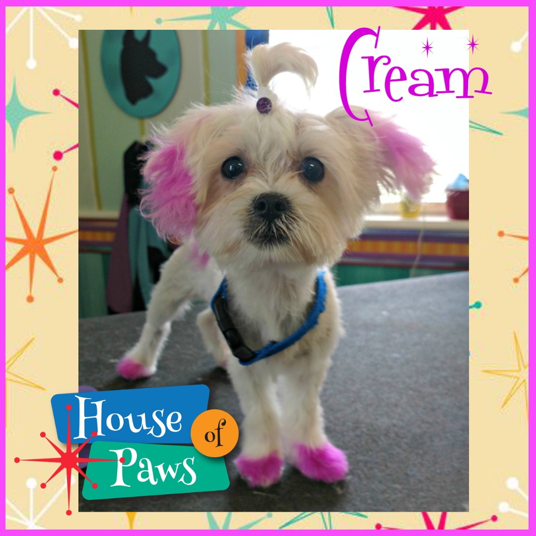 House of Paws Grooming Salon, Cape Girardeau, MO