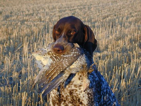 SoCal NAVHDA I Training and Testing for Versatile Hunting Dog Breeds I ...