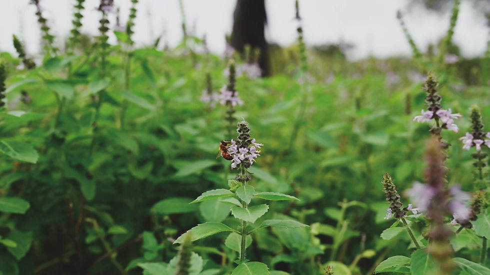Home | Bohemianshepherdess small farmed skincare