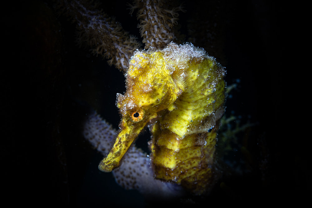 Beginners Guide for Macro Life in Cayman | Dive with Divetech Grand Cayman