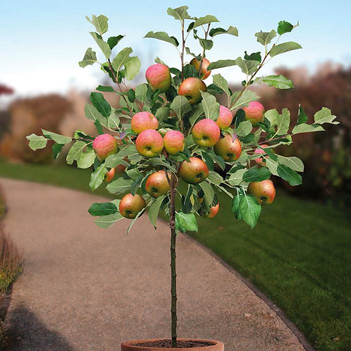 Apple Trees - Different Varieties Available | Kinder Gardens