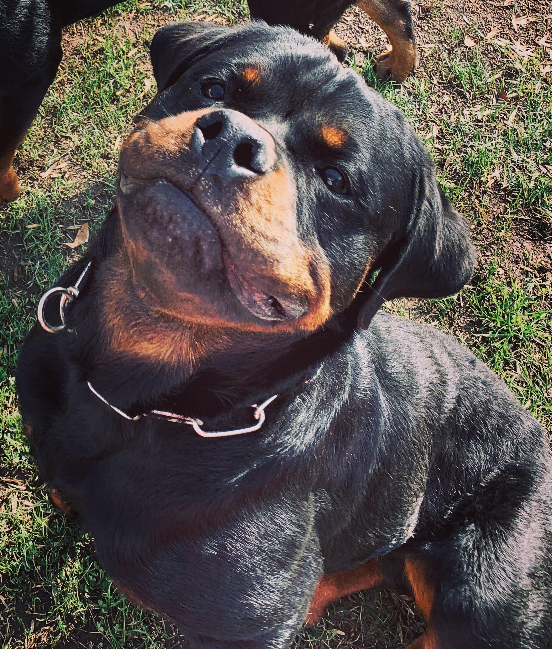 Rottweiler Breeder | Von Der Hing Rottweiler Kennel| United States