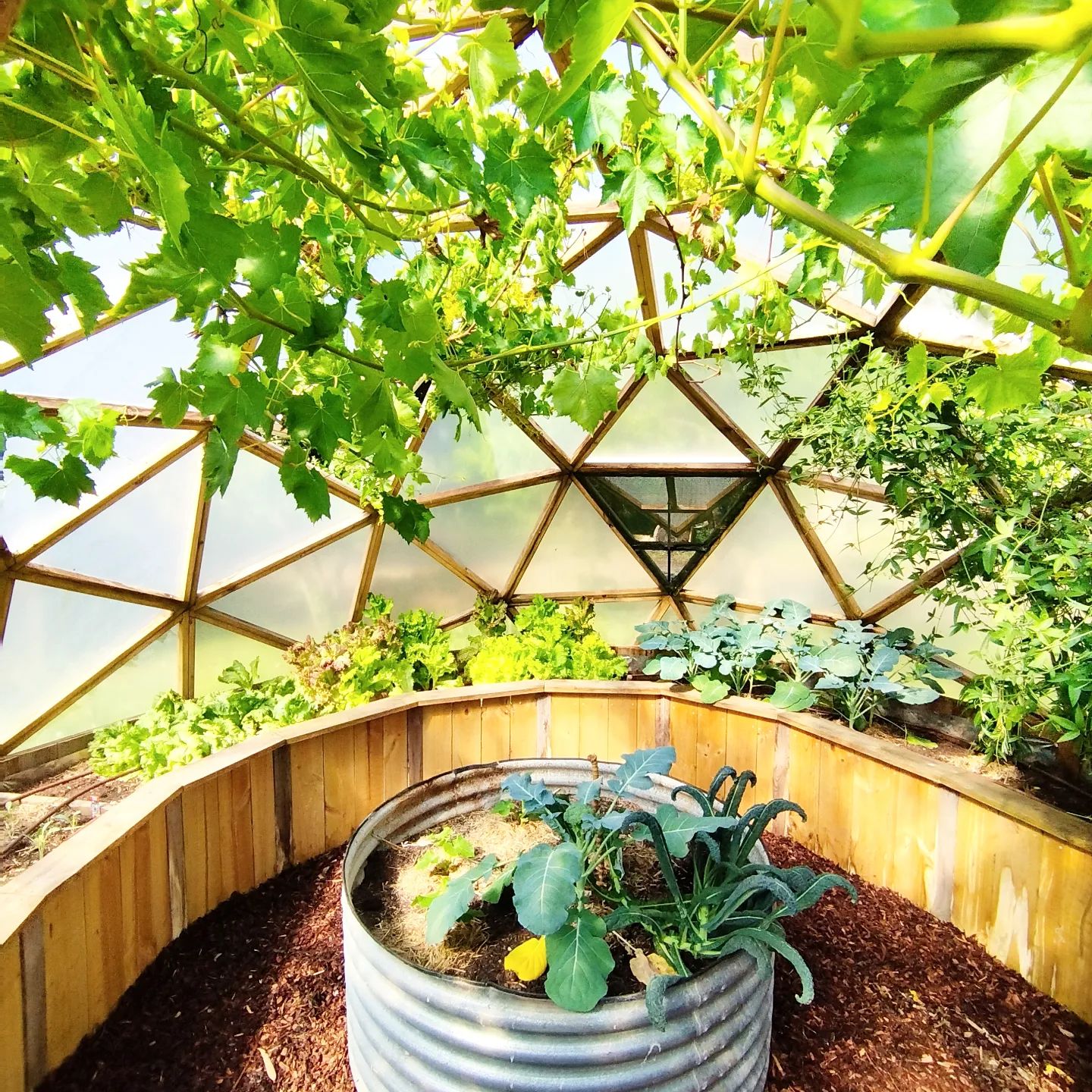 5m Geodesic Greenhouse | Geodomes Australia