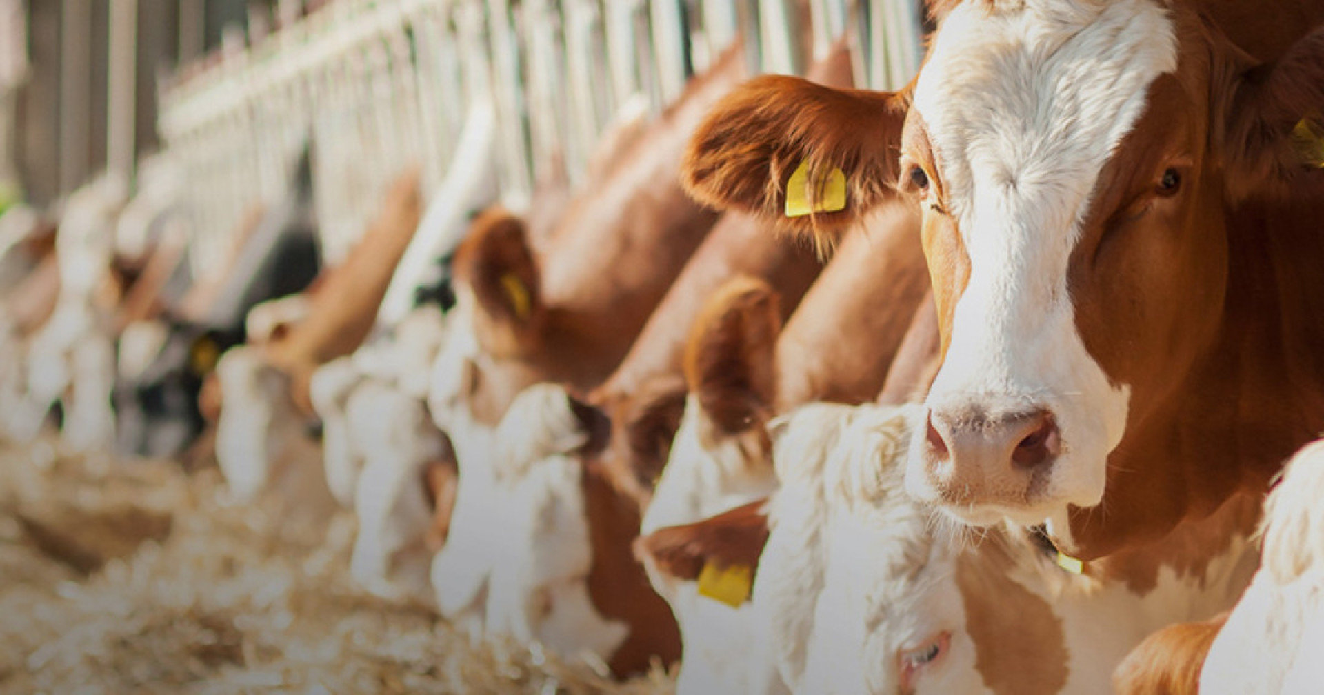 Modernizing Cow Feeding with A Wireless Management System