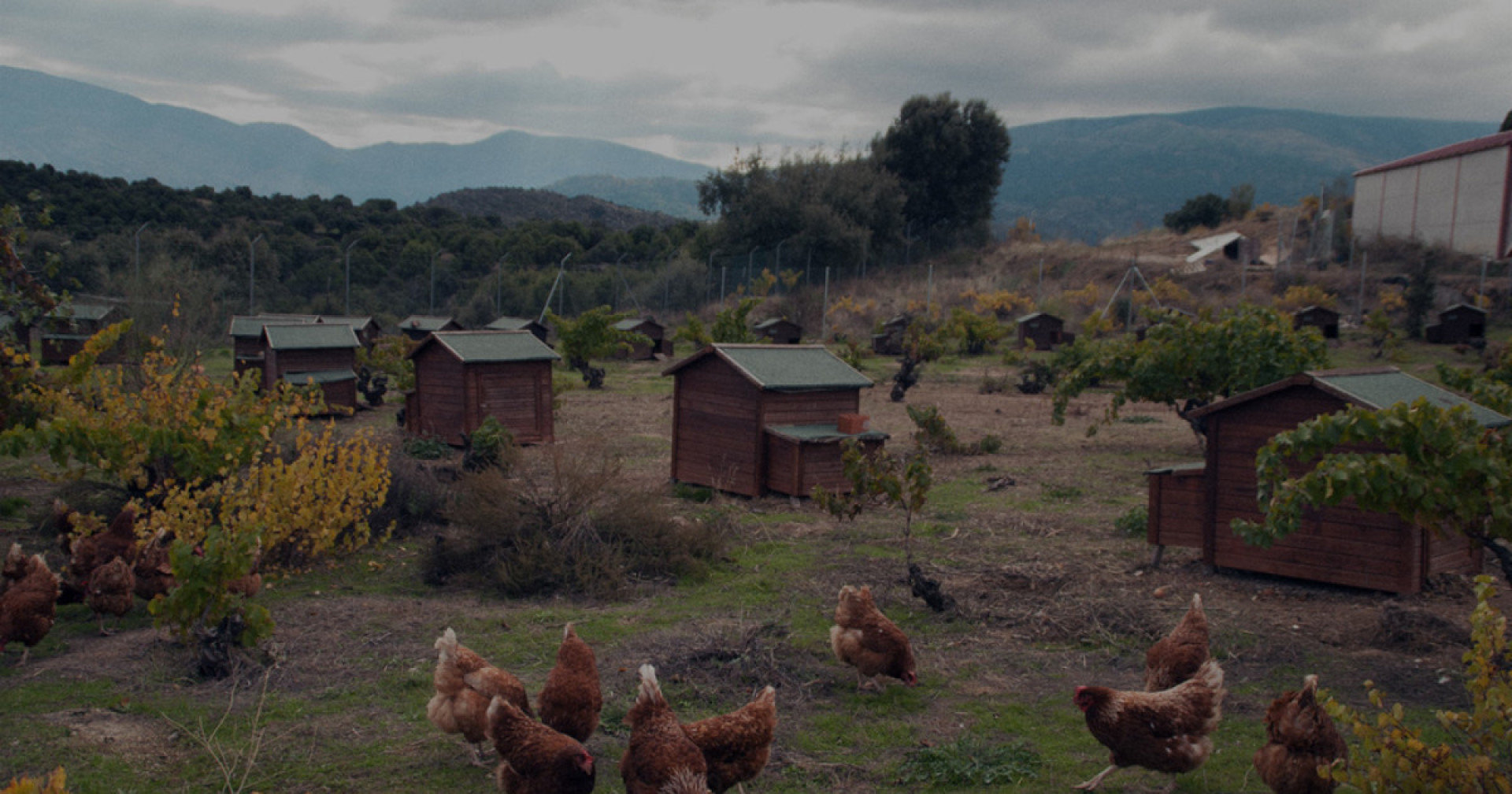 5G Router for Egg Farm Automation
