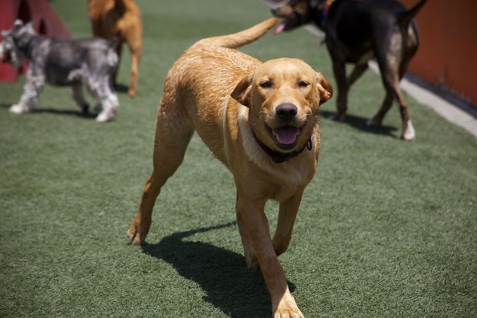 Red Rover Pet Resort | Gallery | Dog Day Care, Boarding & Spa