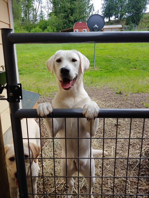 Akc | White River Labradors | Mossyrock