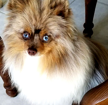 Available | Tofield | Pom Parti Paws