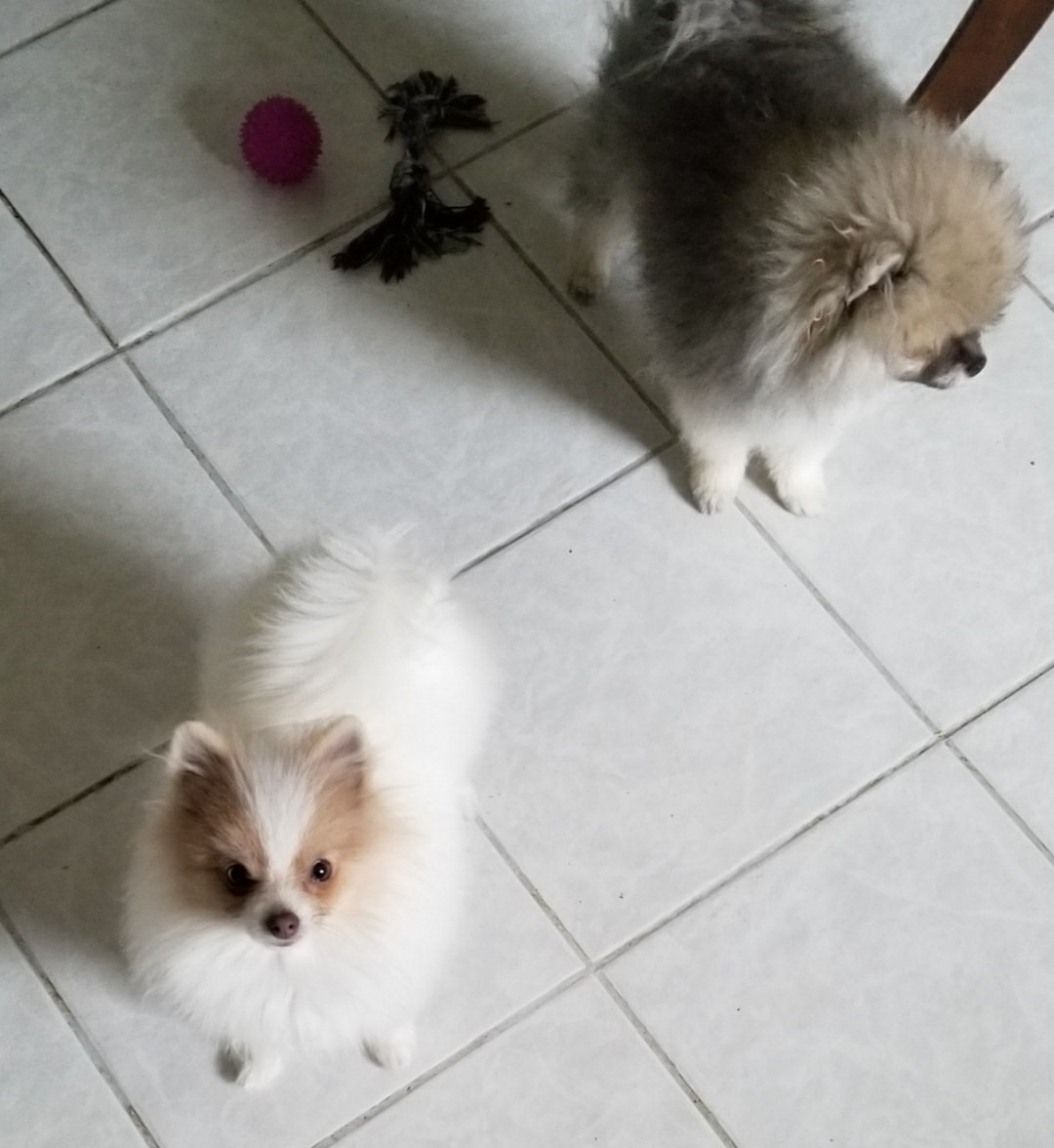 Available | Tofield | Pom Parti Paws