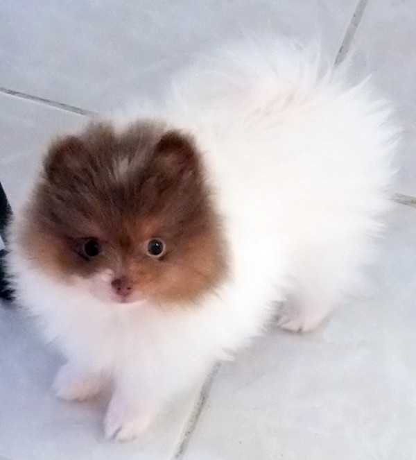 Available | Tofield | Pom Parti Paws