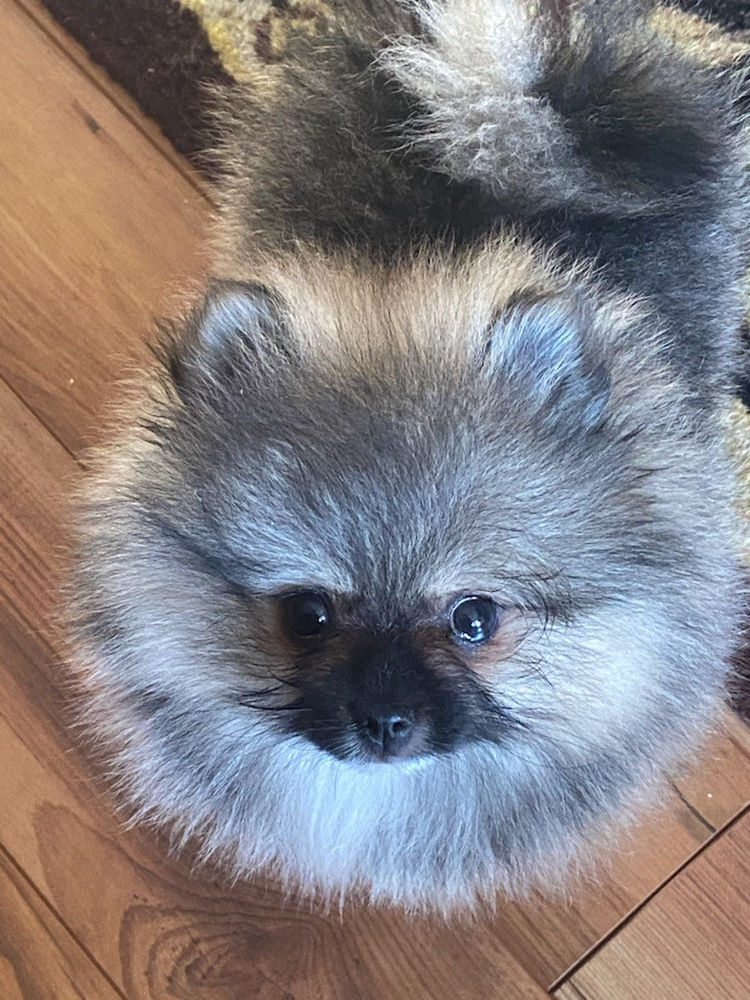 Wolf Sable Anyone? We occasionally have Wolf Sable Pom Puppies!