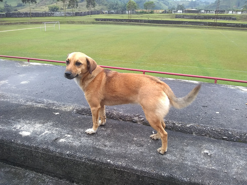 EL ORIGEN HISTÓRICO Y CULTURAL DE "FIRULAIS": EL NOMBRE MÁS FAMOSO PARA ...