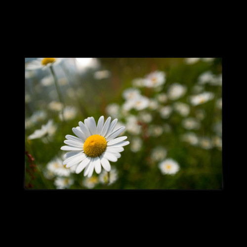 "MERCI MARGUERITE" Photographic Print by Simon Birt | Chateau Love