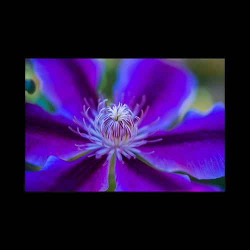 "LA VIE VIOLETTE" Photographic Print by Simon Birt | Chateau Love