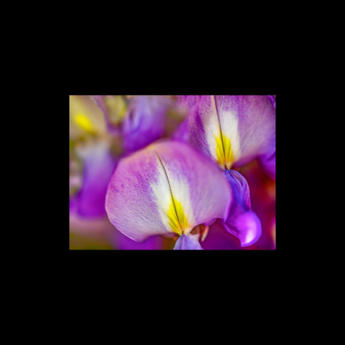 "SAUVAGE EN POURPRE" Photographic Print by Simon Birt | Chateau Love