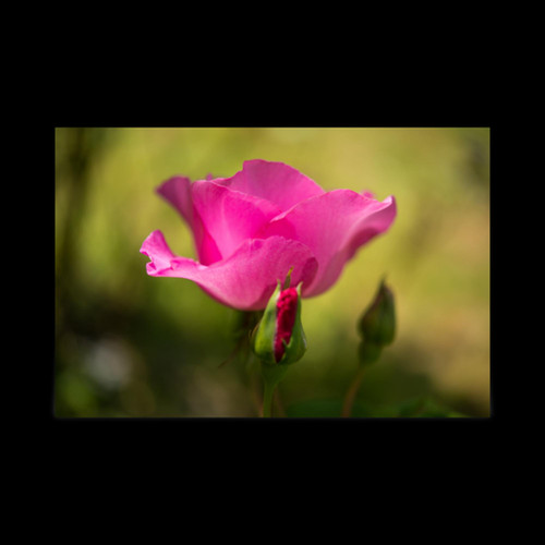 "LA VIE EN ROSE" Photographic Print by Simon Birt | Chateau Love