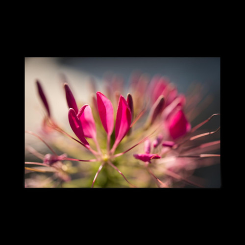 "LES DANSEUSES" Photographic Print by Simon Birt | Chateau Love