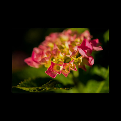 "MA CHERE HORTENSE" Photographic Print by Simon Birt | Chateau Love