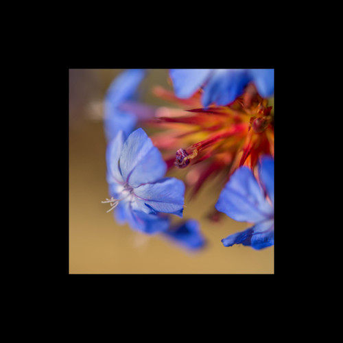 "LA BLEUE EST BELLE" Photographic Print by Simon Birt | Chateau Love