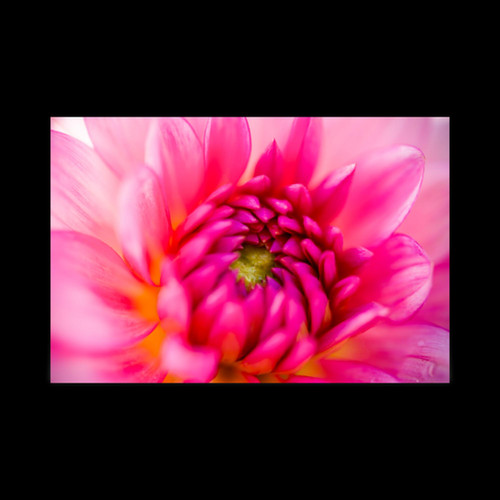 "LA MAQNIFIQUE MAGENTA" Photographic Print by Simon Birt | Chateau Love