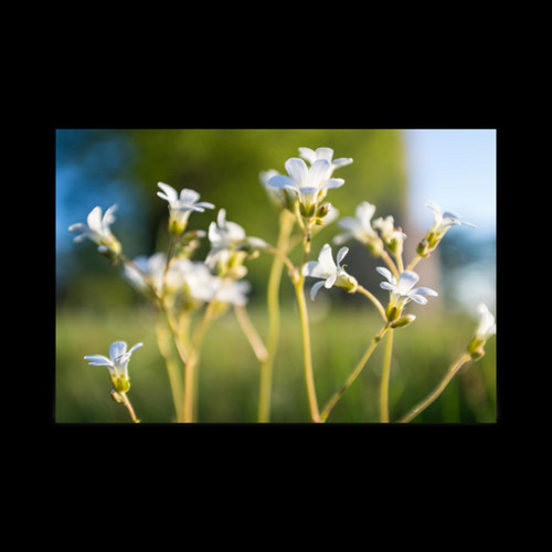 "LE BLANC DES ALPES" Photographic Print by Simon Birt | Chateau Love
