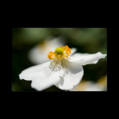 "LE BLANC ESPRIT" Photographic Print by Simon Birt | Chateau Love