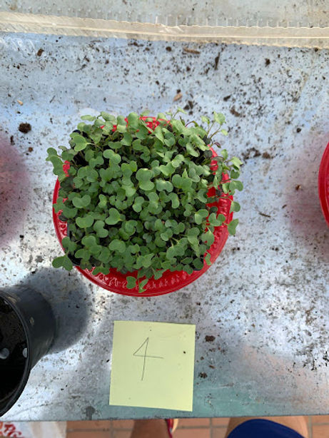Growing Microgreens, a study in light level and light variance, and how ...
