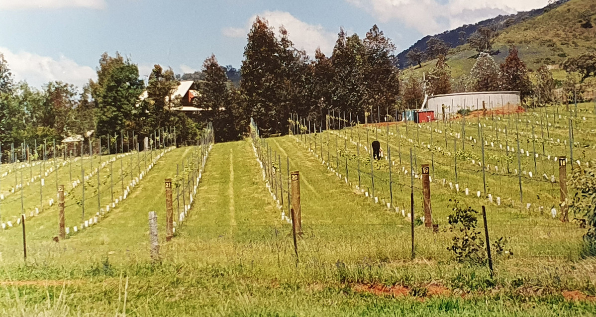 'Kimberley' Shiraz Vineyard
