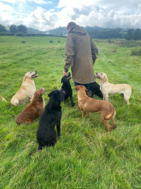 Woodybrook Dogs | Dog Breeders | Launceston | England