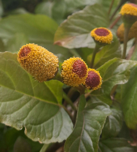 Toothache | Funky Flora