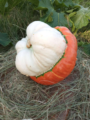 Turks Turban mini Pumpkin | Funky Flora