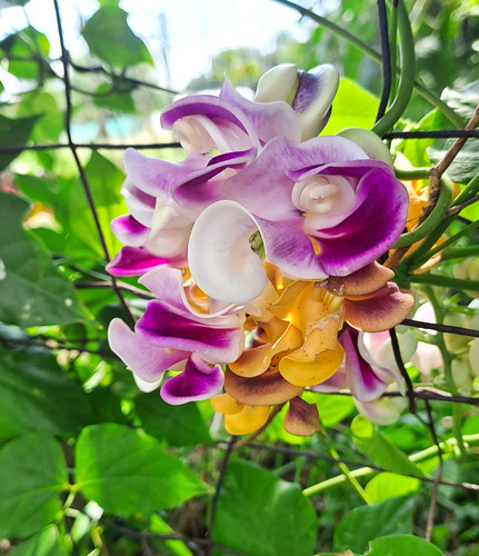 Snail vine | Funky Flora