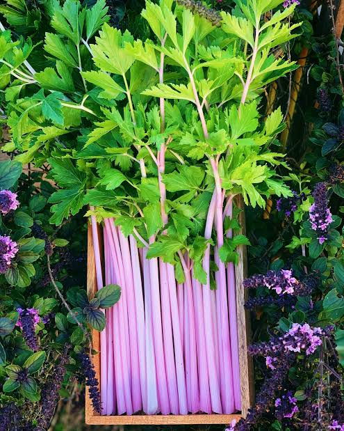 Exotic Seeds | Funky Flora