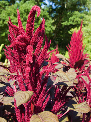 Mixed Amaranth | Funky Flora