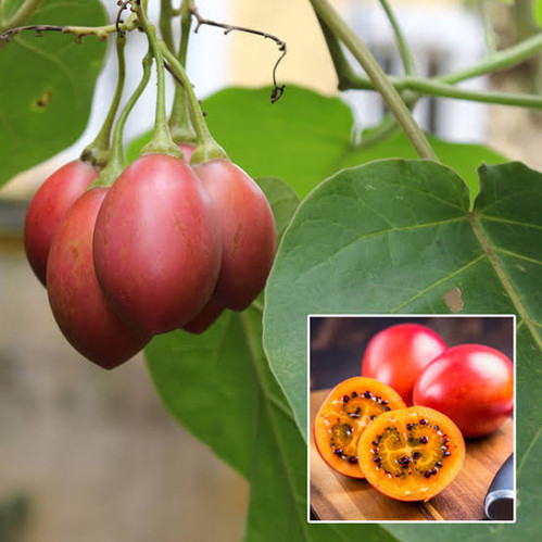 Tamarillo | Funky Flora