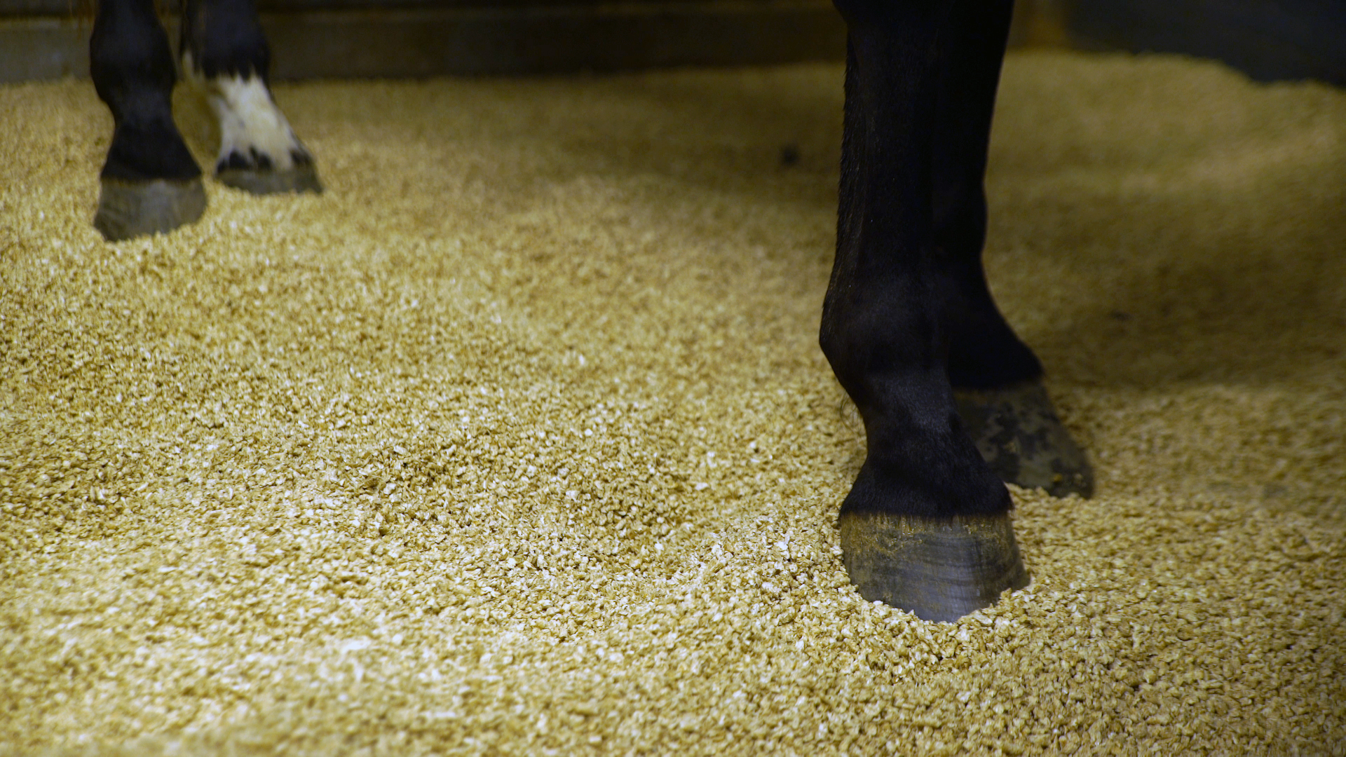 Einstreu aus Holzfasern für Pferde