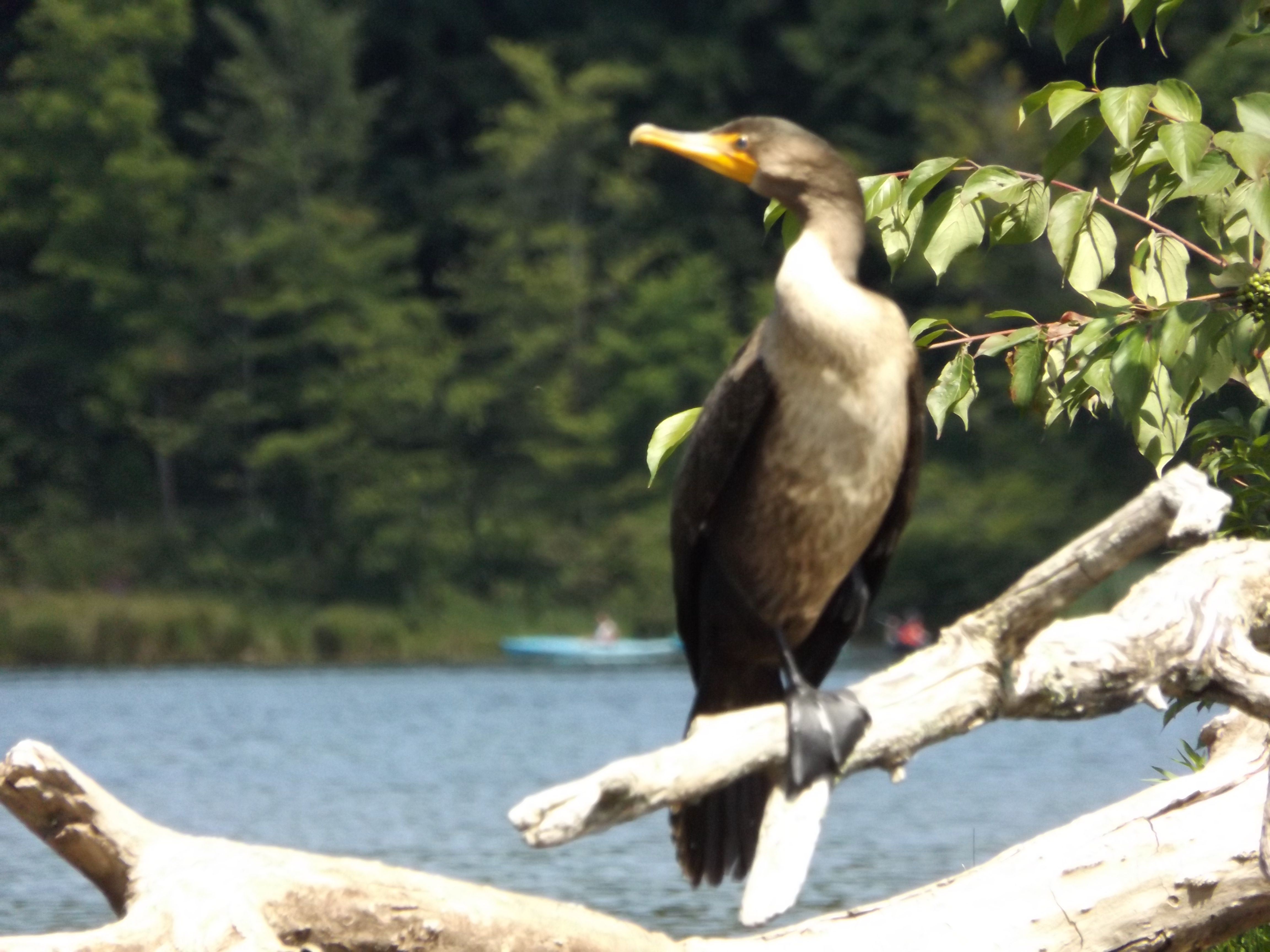 Explore | lake-wawaka-getaway