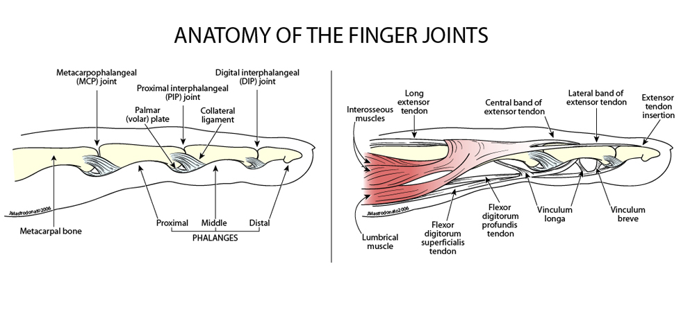 I Draw Body Parts