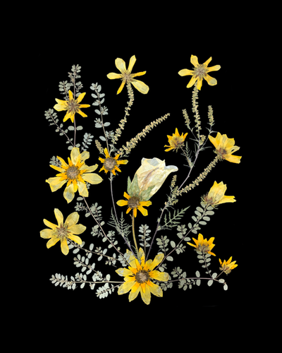 Pressed Flowers #3 | Wild Arts Learning
