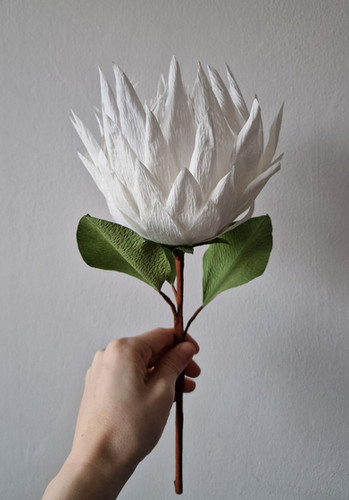 Paper Protea Single Stem | My Site