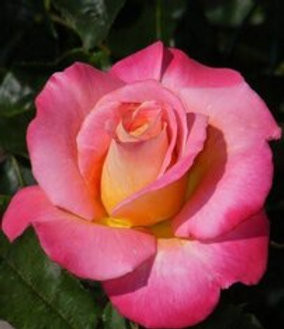 Granada | Plants Rose World